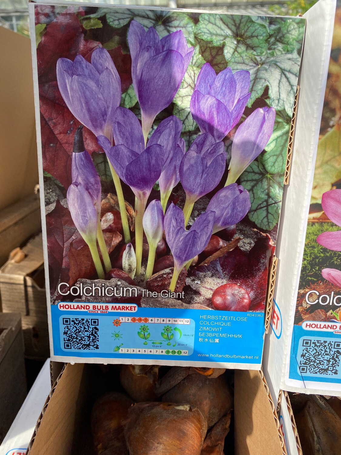 1 Colchicum Naked Lady The Giant Autumn Crocus