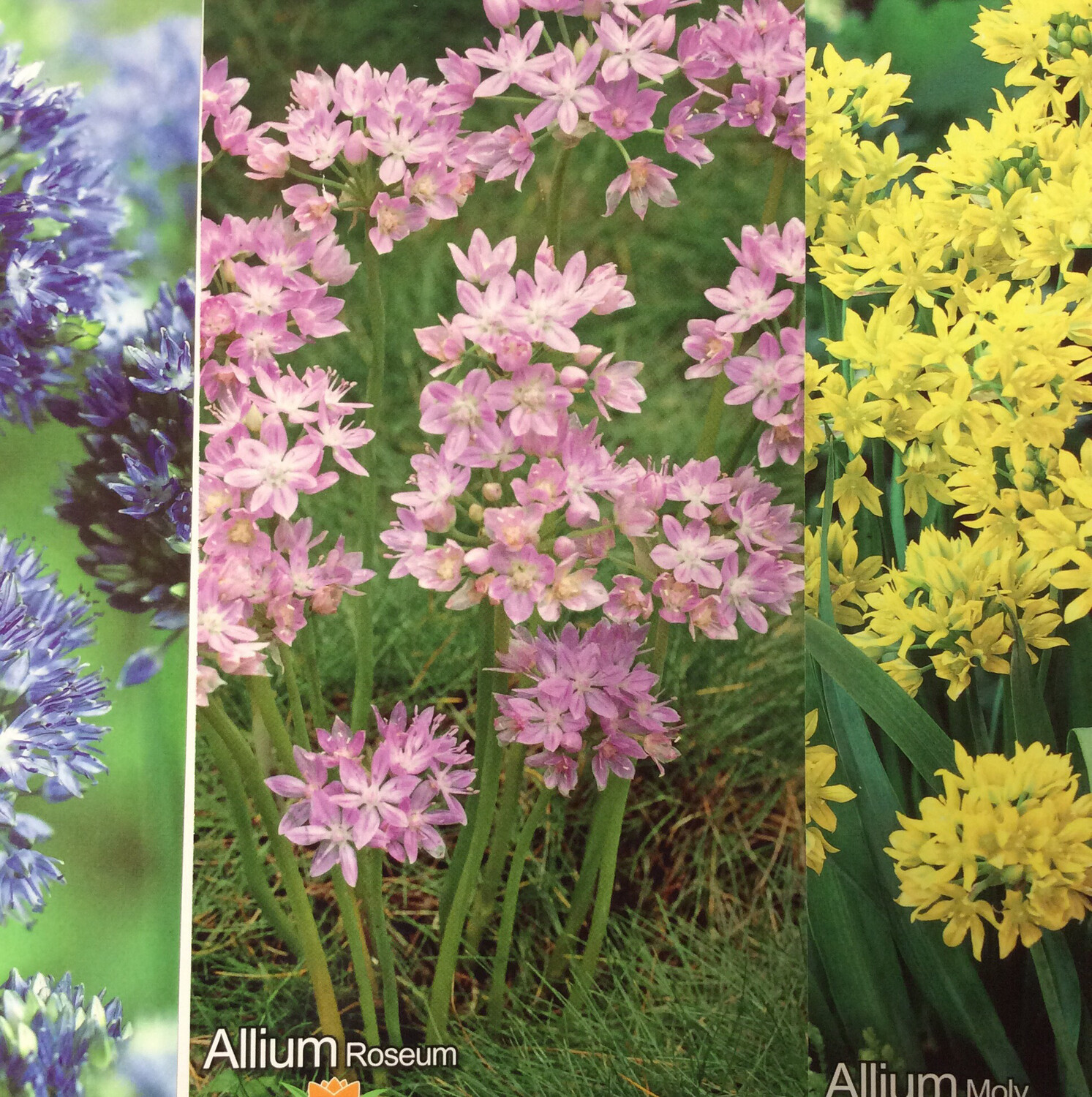 10 Allium Roseum Bulbs