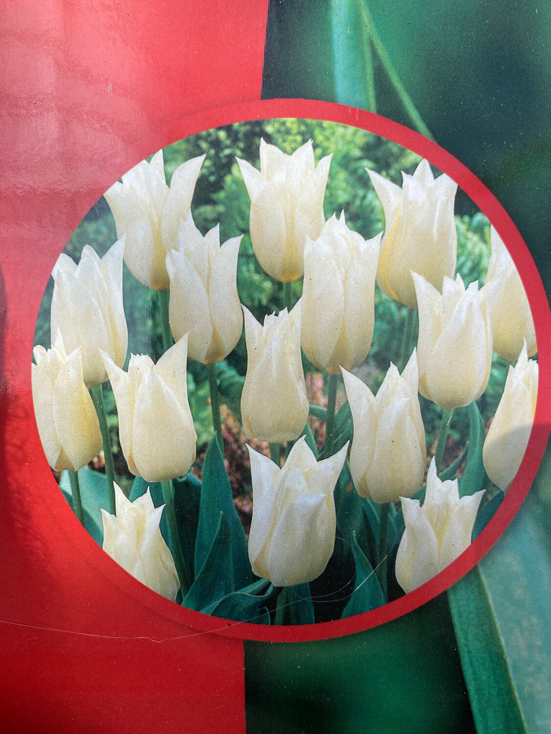 10 Tulip Tres Chic White Desirable