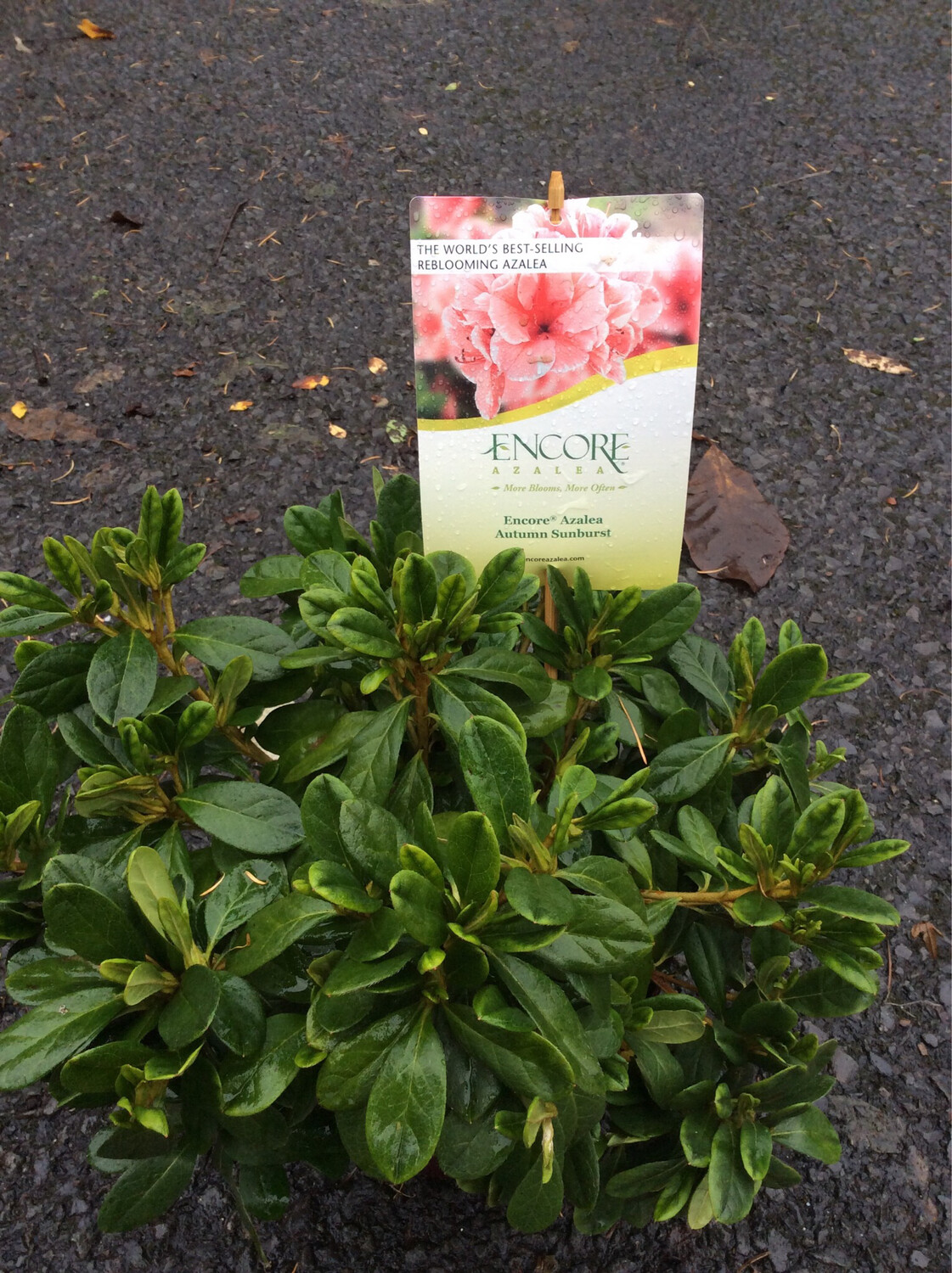 Azalea Encore 'Autumn Sunburst'