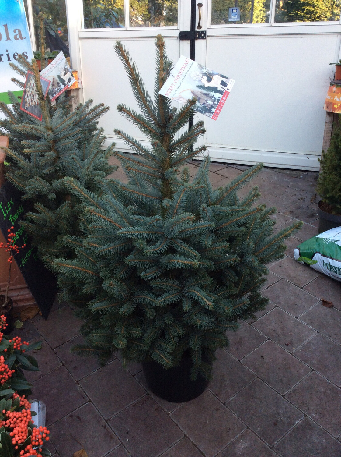 Picea Pungens - Super Blue Colorado Blue Spruce