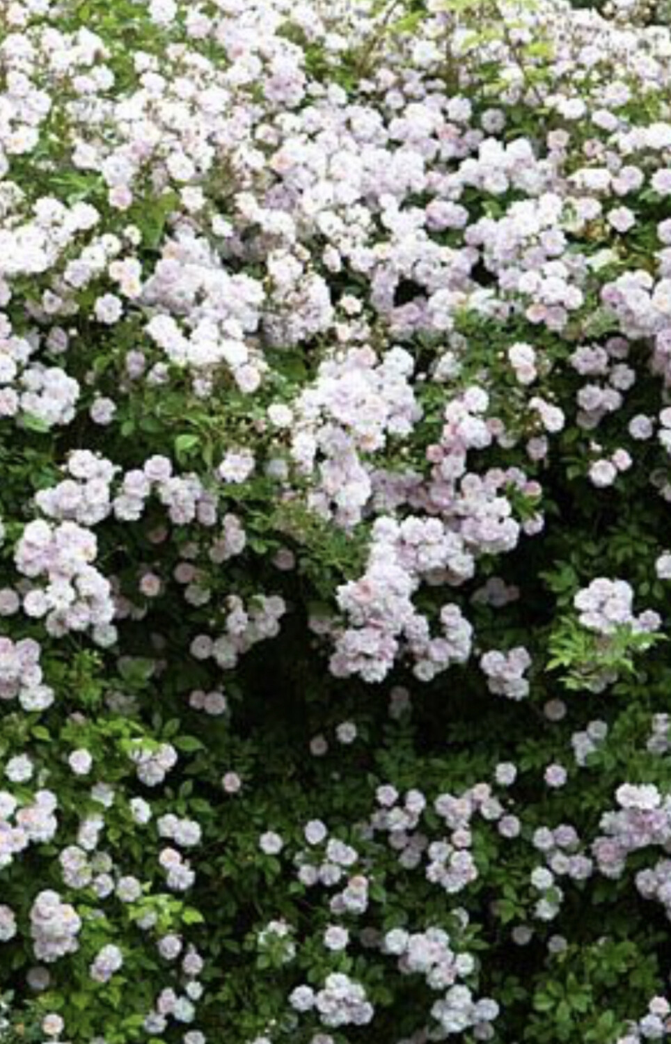 Rose Paul's Himalayan Musk