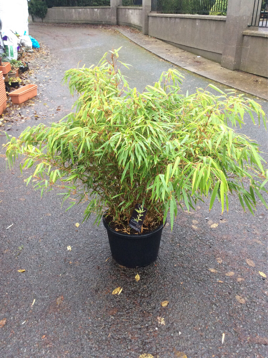 Bamboo Fargesia Rufa