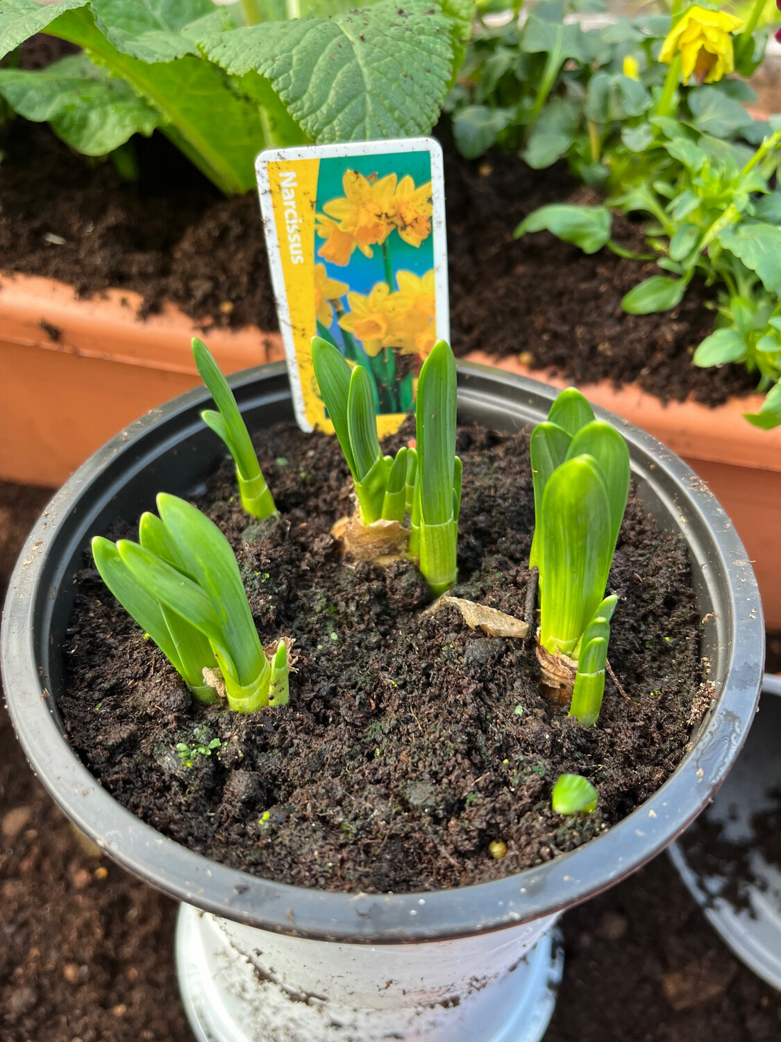 Mini DAFFS In Pot
