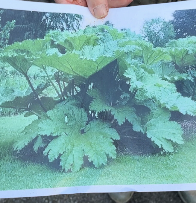 Gunnera Mannicata ()enormous leaves and great fun to grow. Young Pot ...
