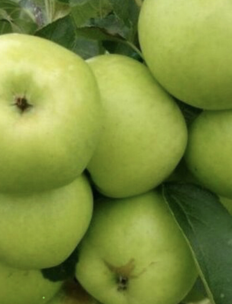 Apple Grenadier