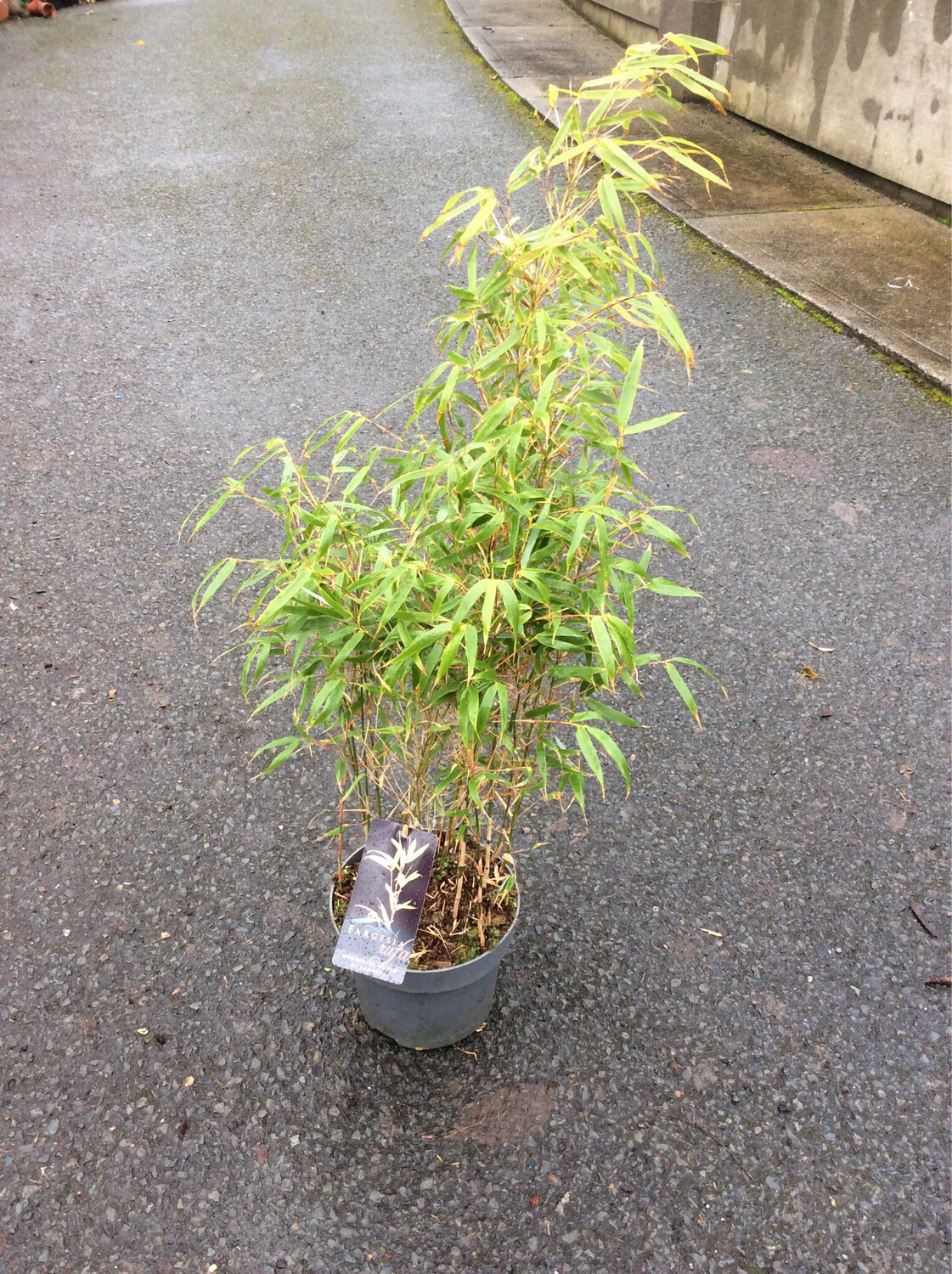 Bamboo Fargesia Rufa