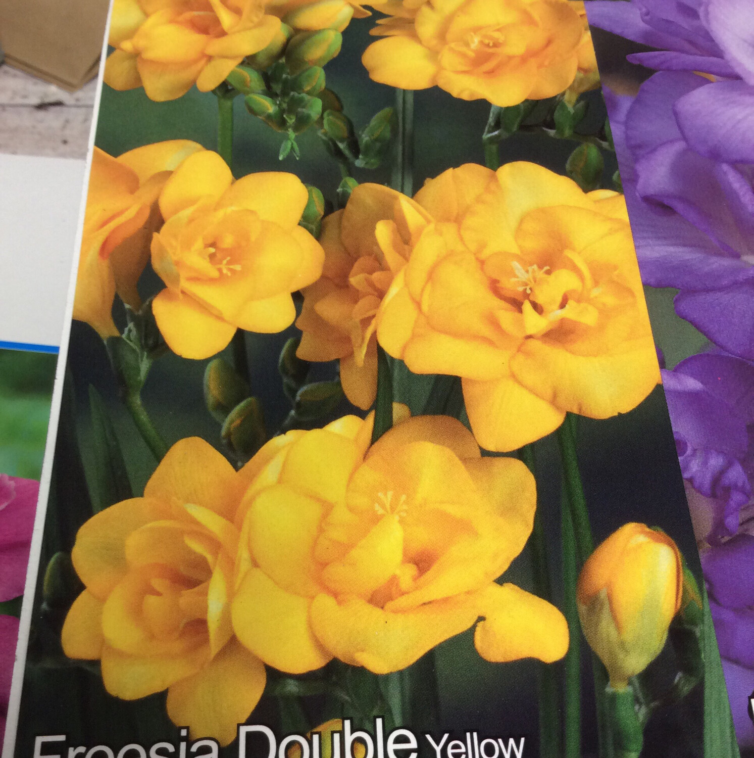 10 Freesia Double Yellow