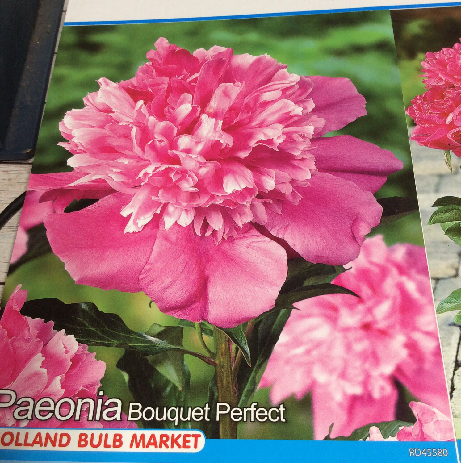 Patio Paeonia 'Bouquet Perfect'