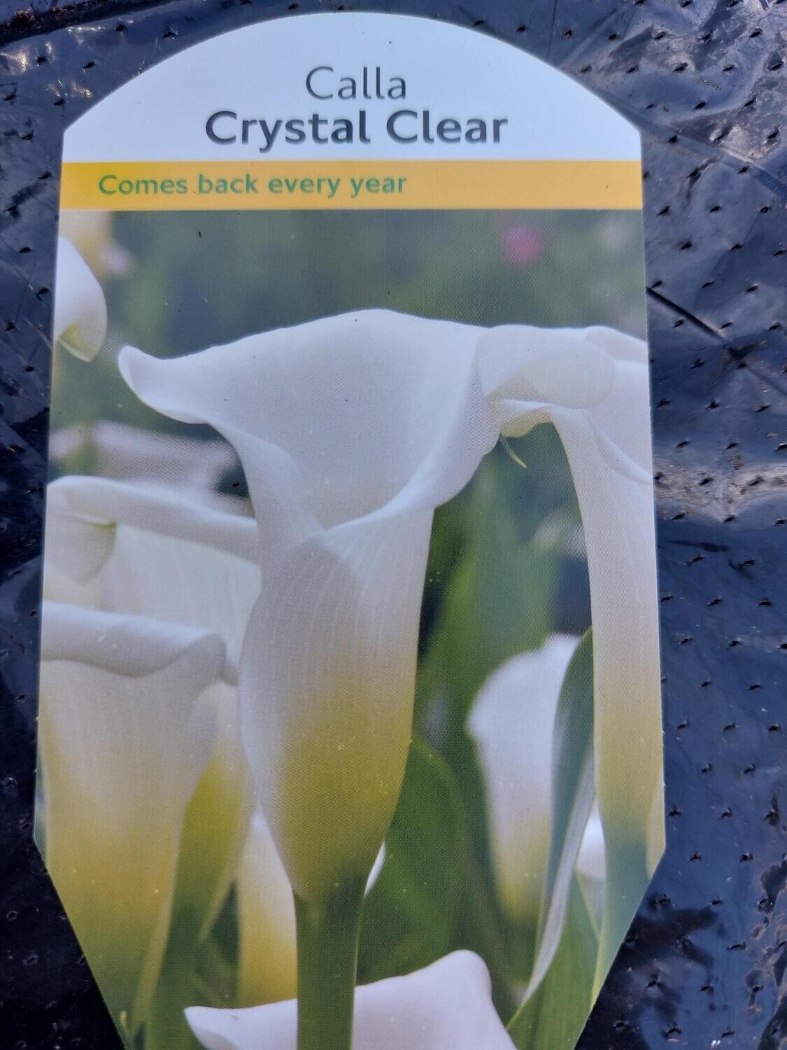 CALLA - Crystal Clear