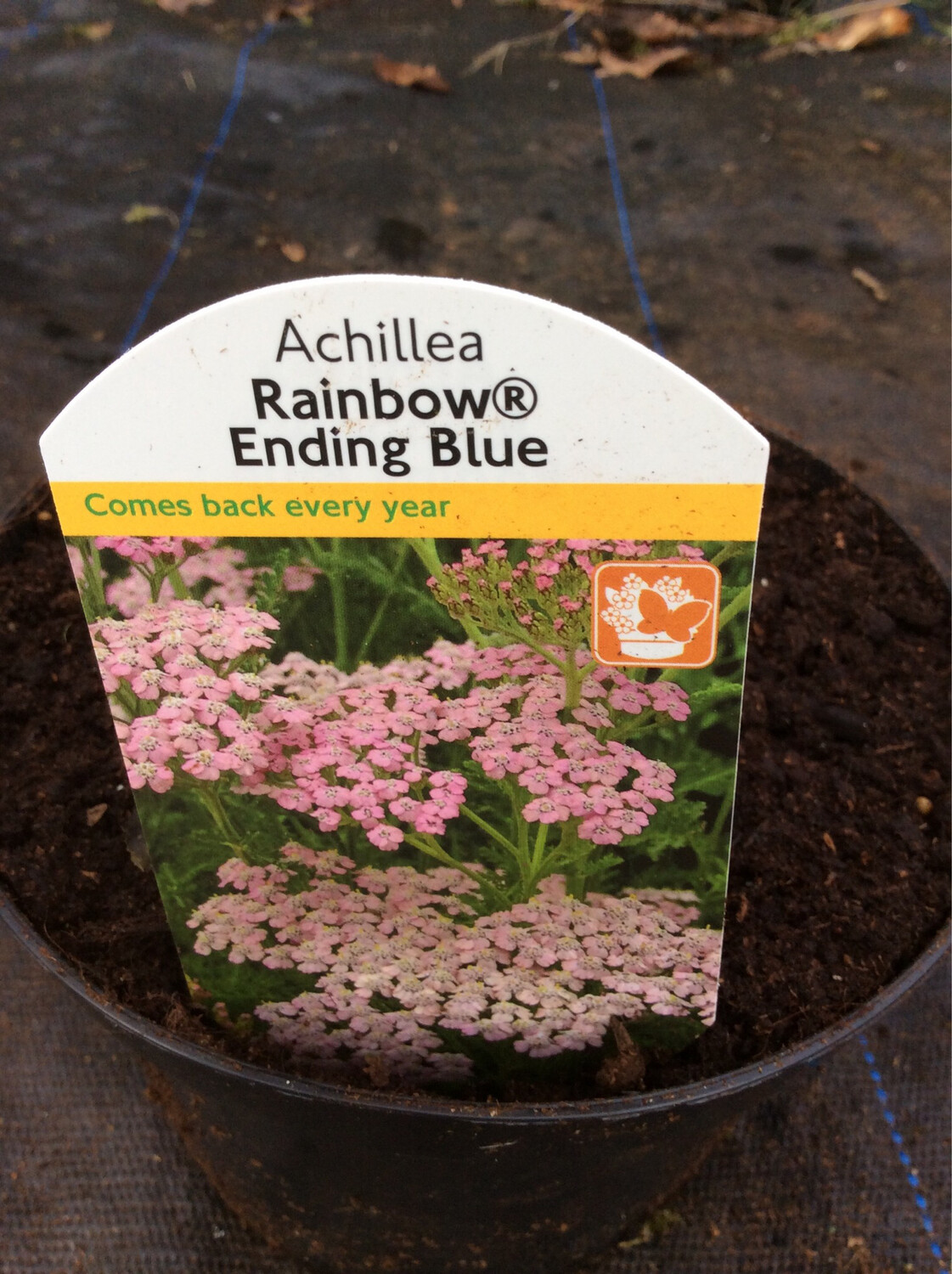 Achillea Rainbow Ending Blue