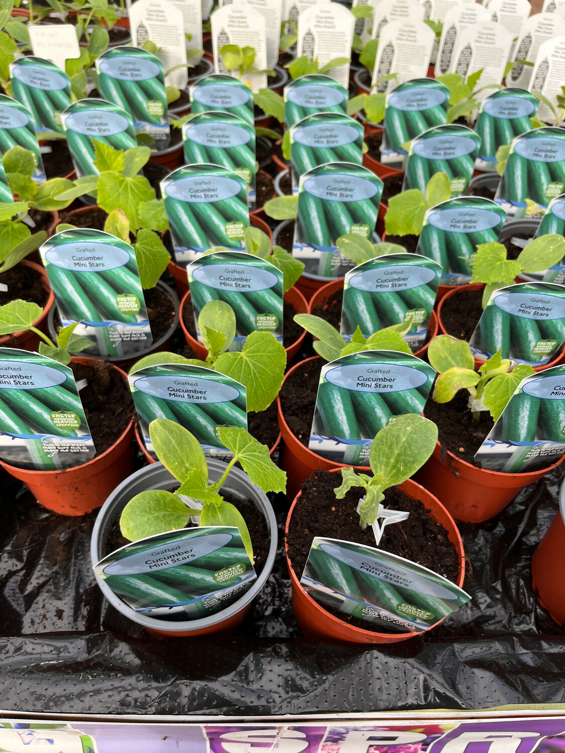 Cucumber Plants Mini Stars ,grafted for stronger plants.
