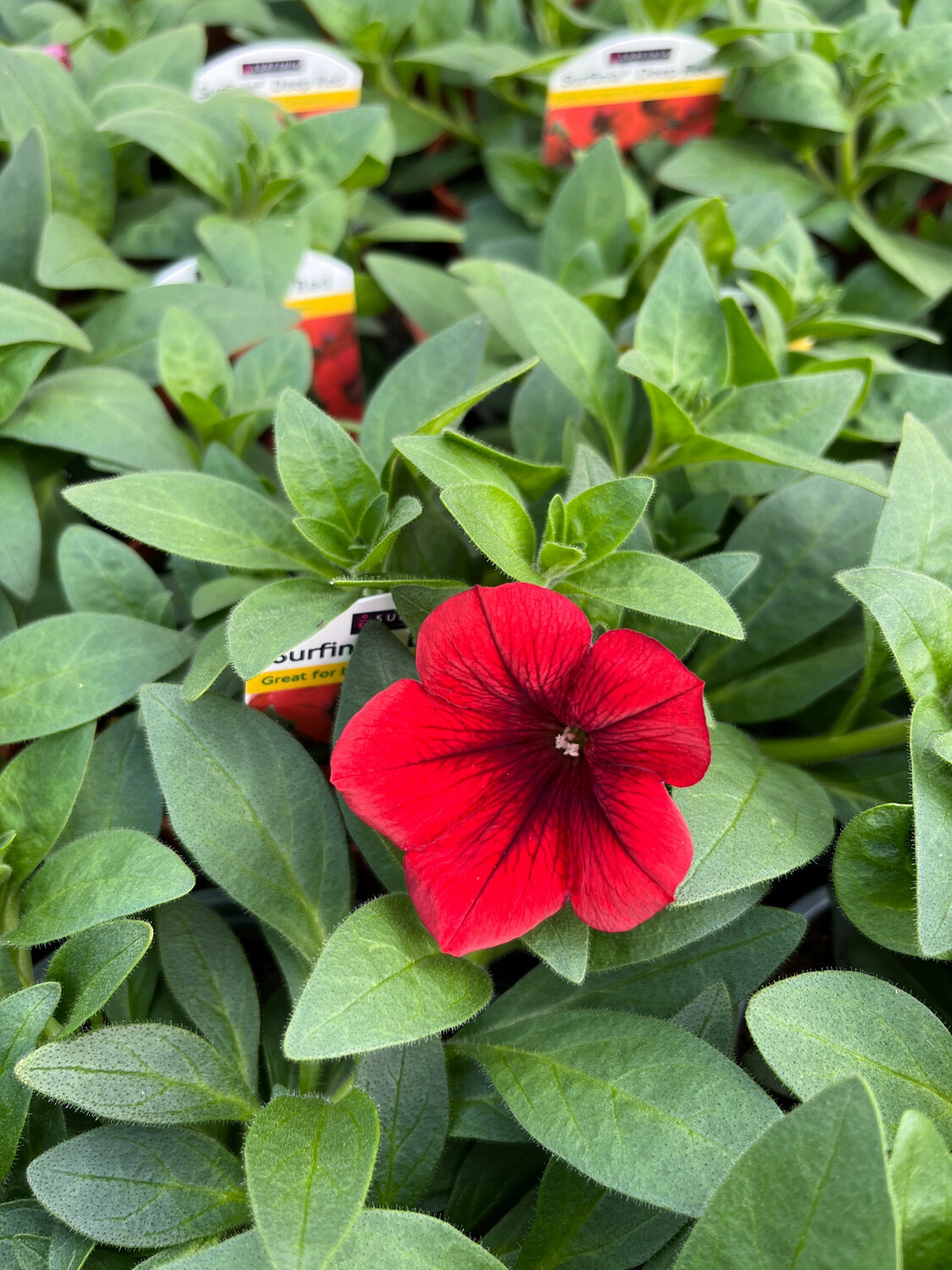 TRAILING DEEP RED PETUNIA