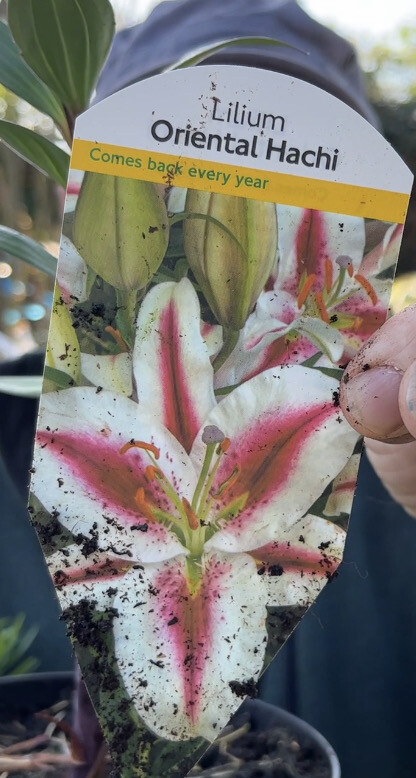 Fragrant oriental Lily “Hachi “ For pots and beds