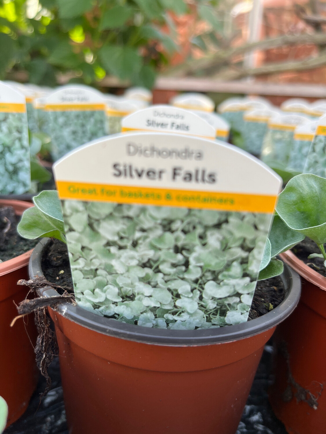 Silver Falls ,long trails of silver for baskets and pots
