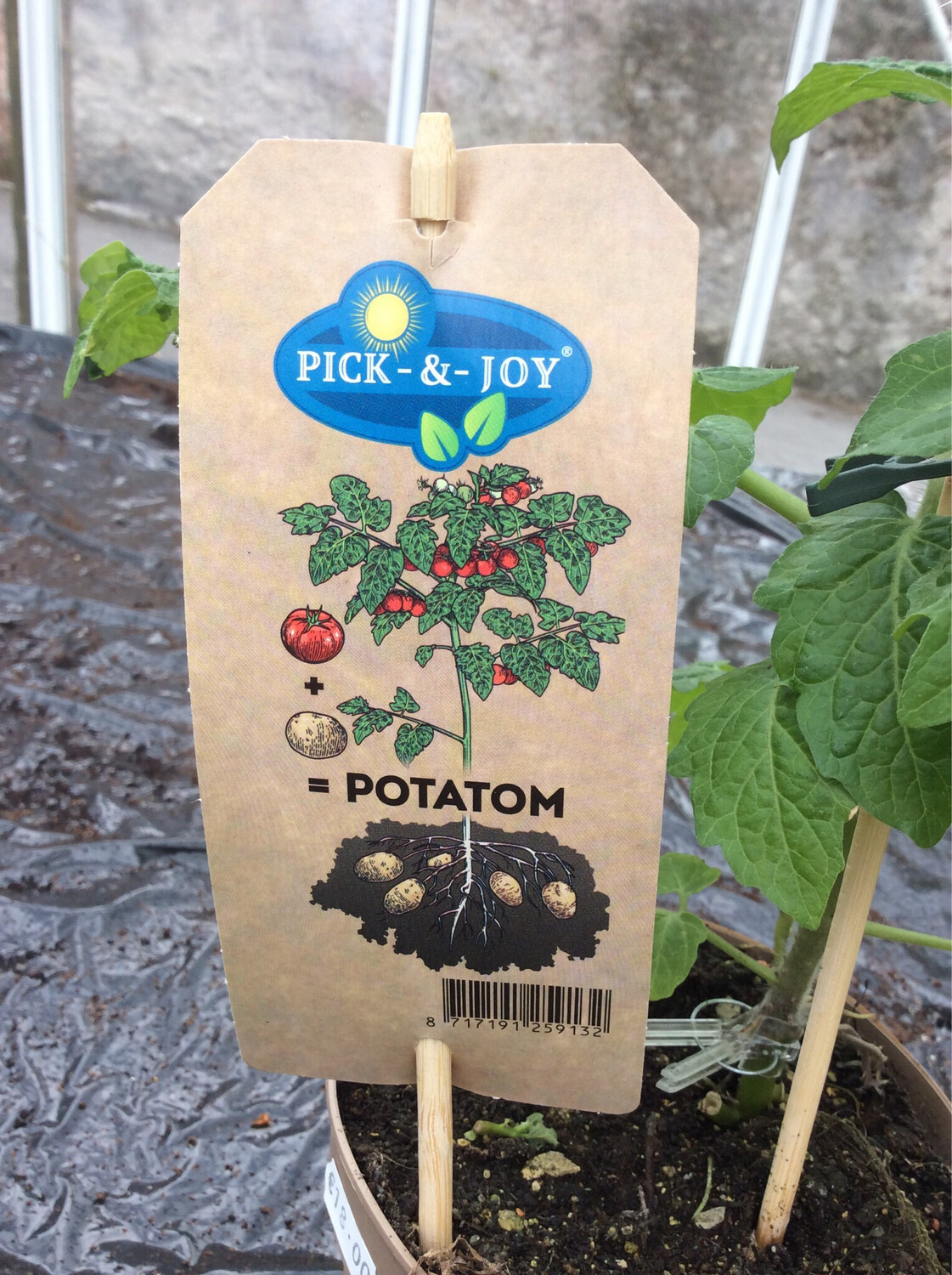 Potatum - Tomtato Grafted Tomato and Potato Plant