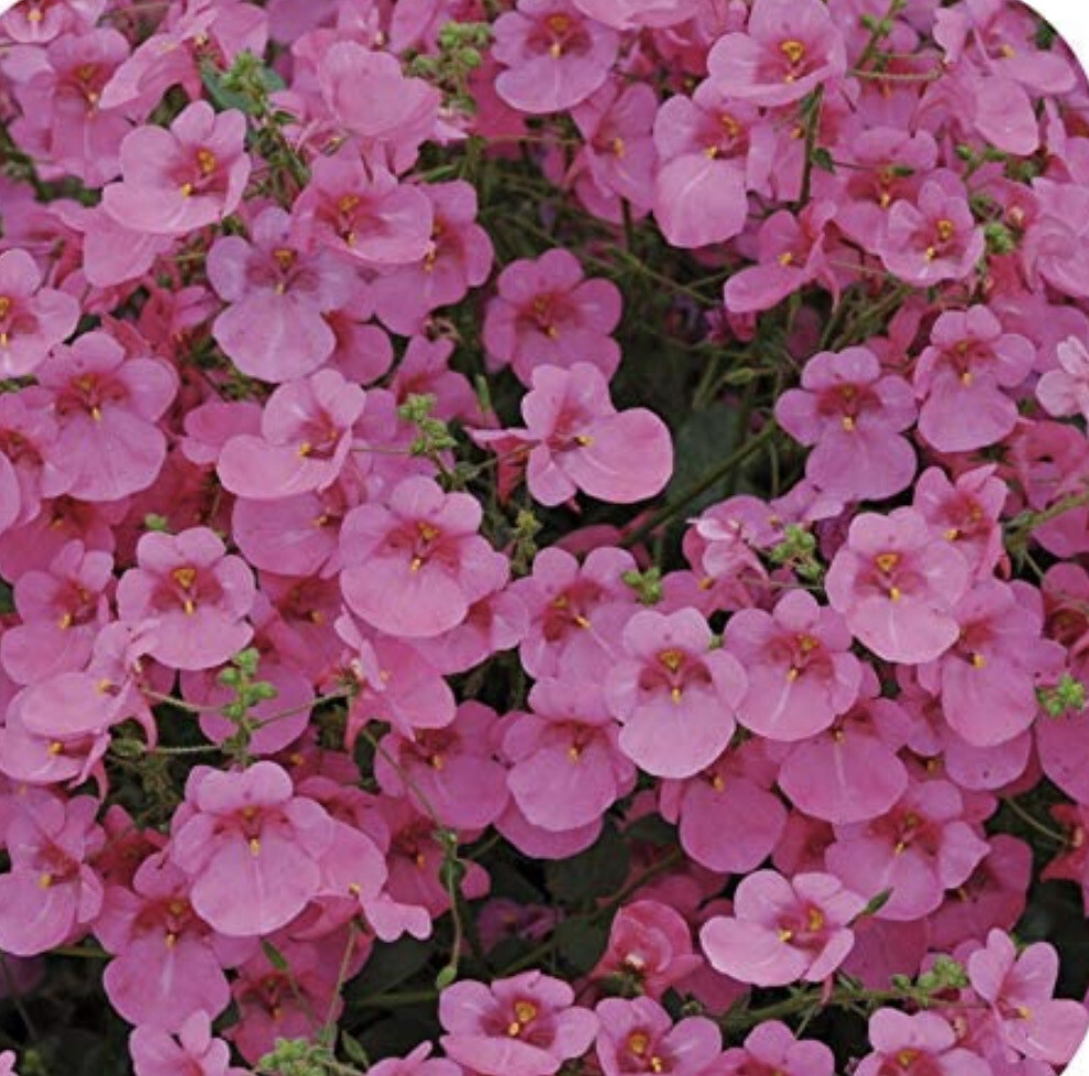 Diascia Giga Rose Pink flowers for months and lasts for years. Perfect ...