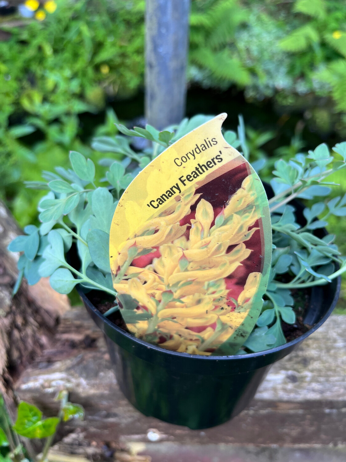 Corydalis 'Canary Feathers'