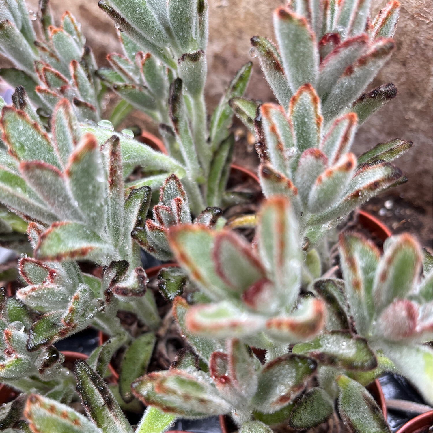 BEAR PAWS easy care succulent with furry leaves