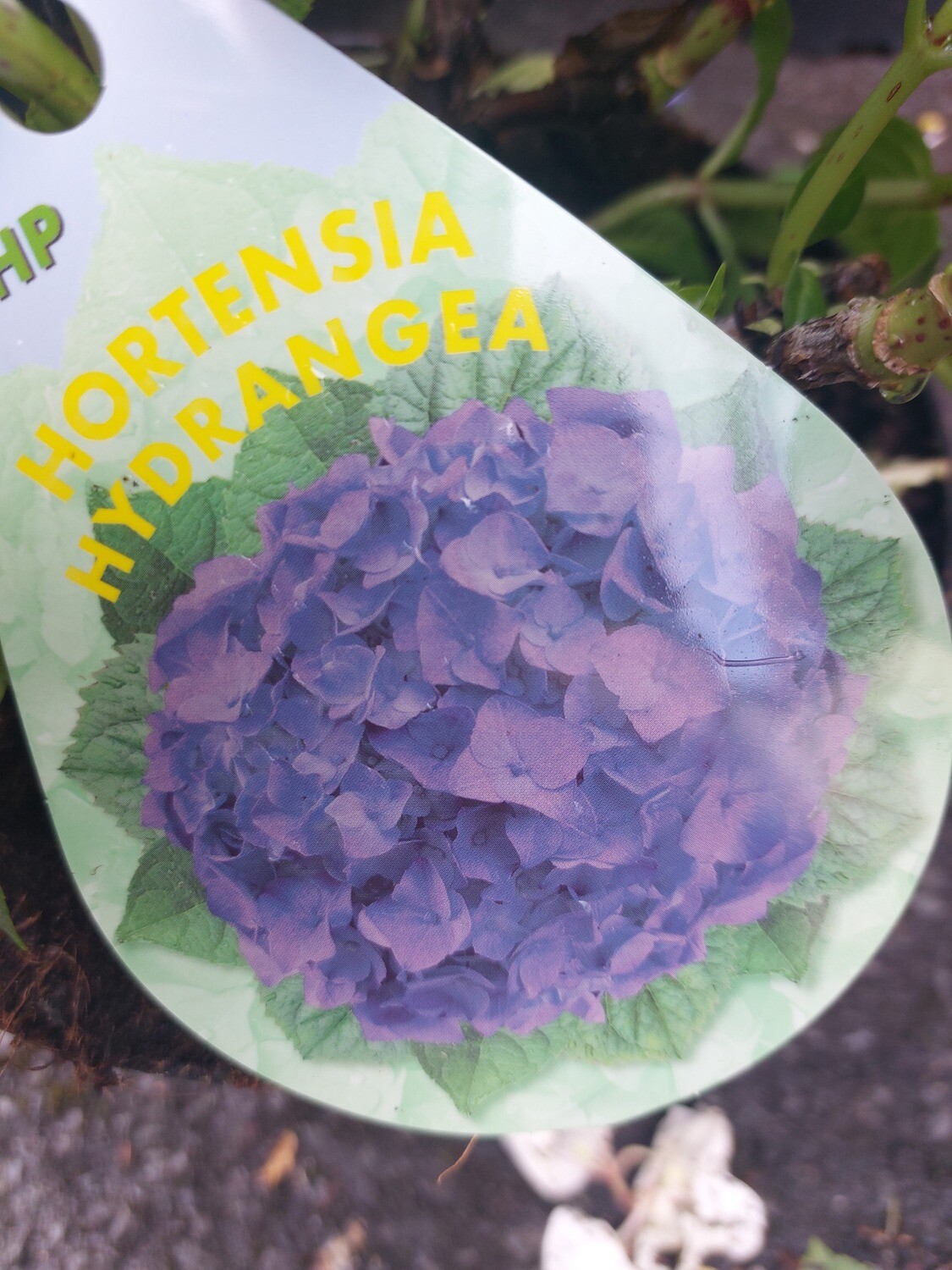 HYDRANGEA - BLUE ADRIA Hardy Mophead Hydrangea flowers from June Until ...