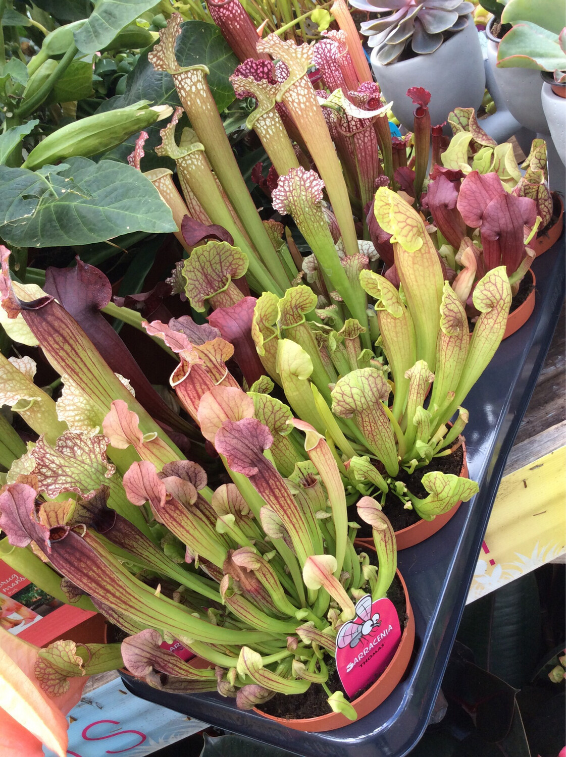 Carnivorous Sarracenia 'Velvet' - Purple Pitcher Plant
