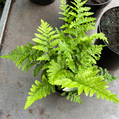 Hardy Ferns