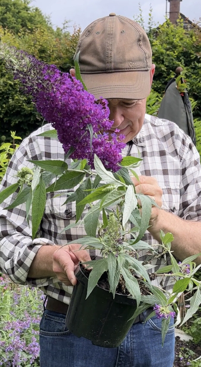 Buddleia Summer Bird Blue ..a dwarf Butterfly Bush that flowers from ...