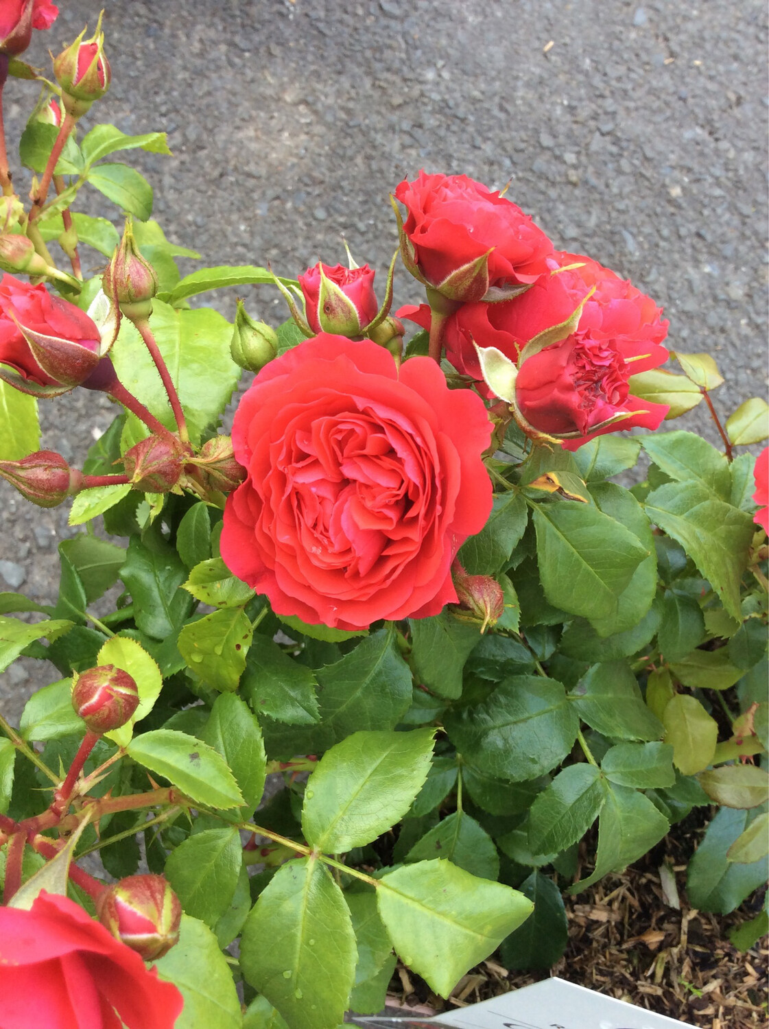 Rose ‘Cherry Girl’