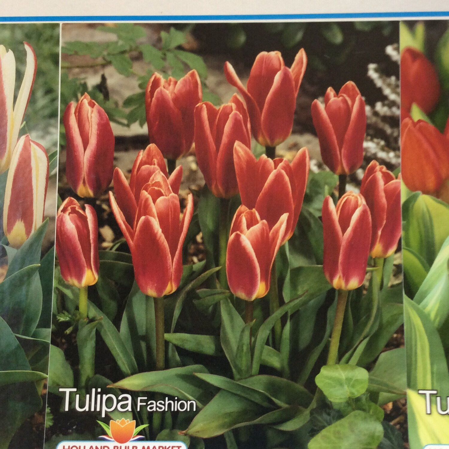 10 Tulip Fashion Bulbs