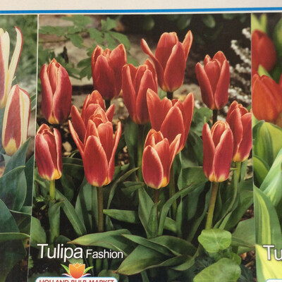 Dwarf Tulips