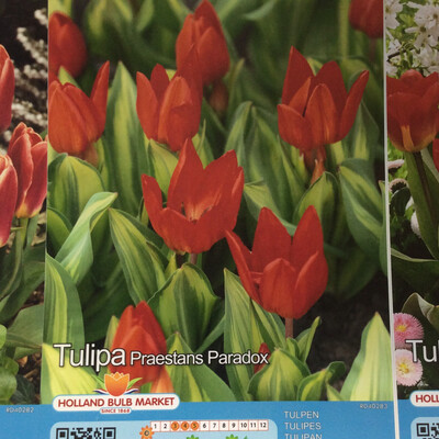 Dwarf Tulips