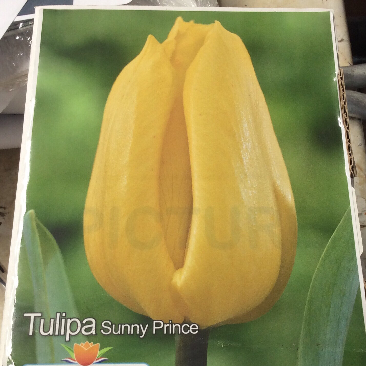 10 Tulip Sunny Prince Bulbs