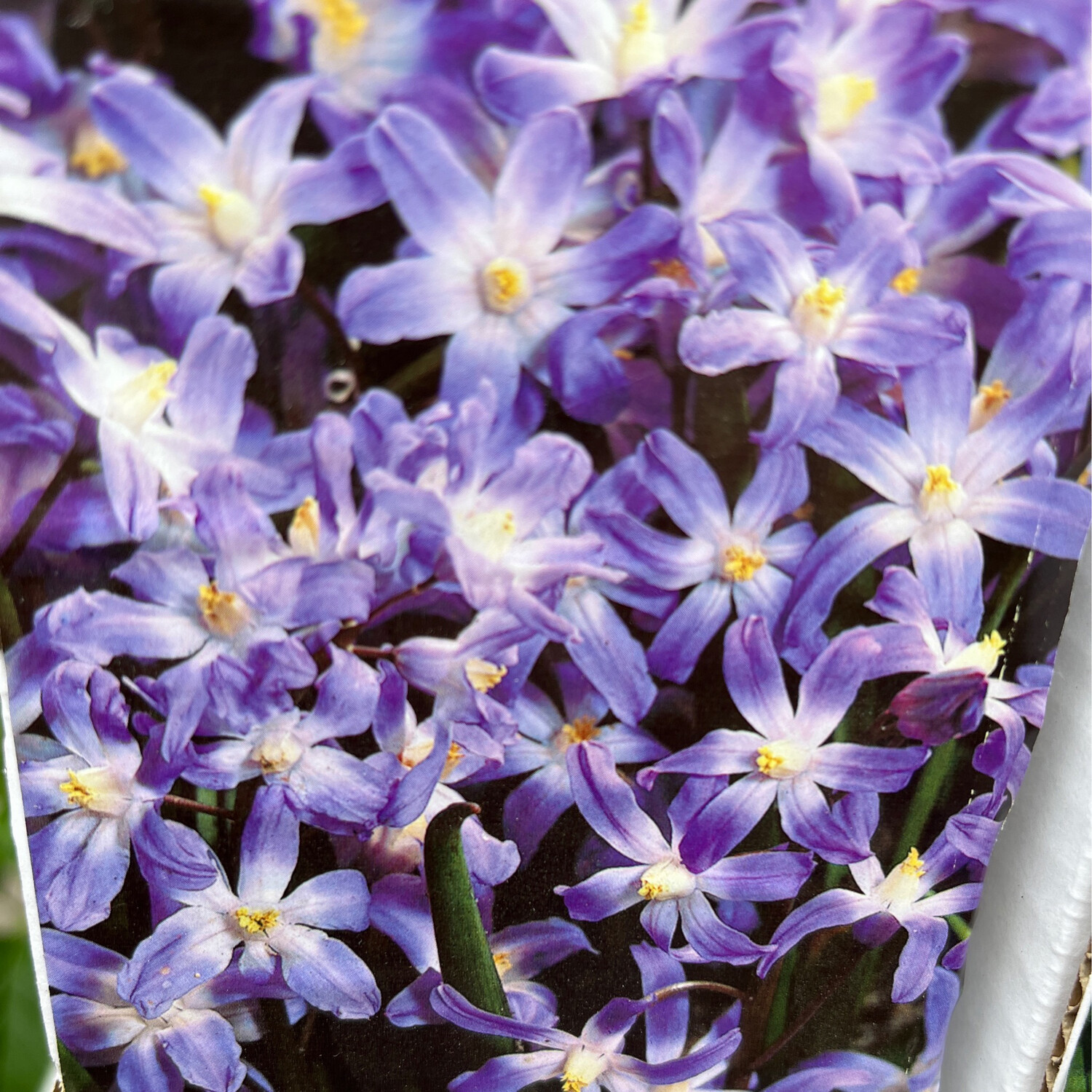 10 Bulbs Glory Of The Snow