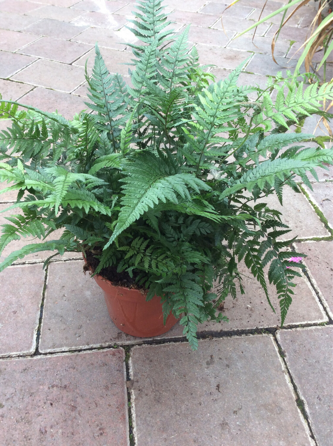 Lady Fern - Athyrium spicatum
