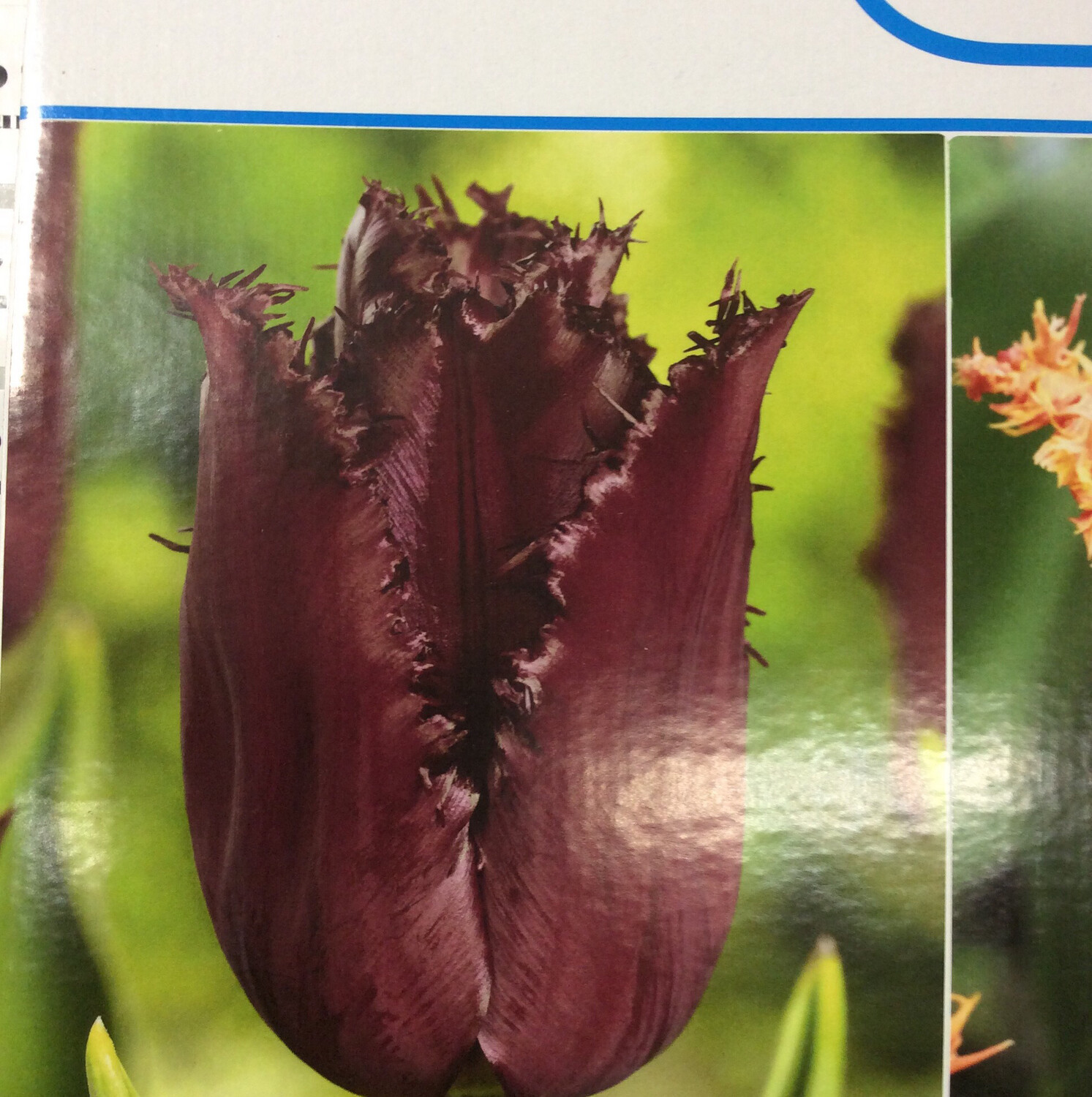 10 Tulip Pacific Pearl