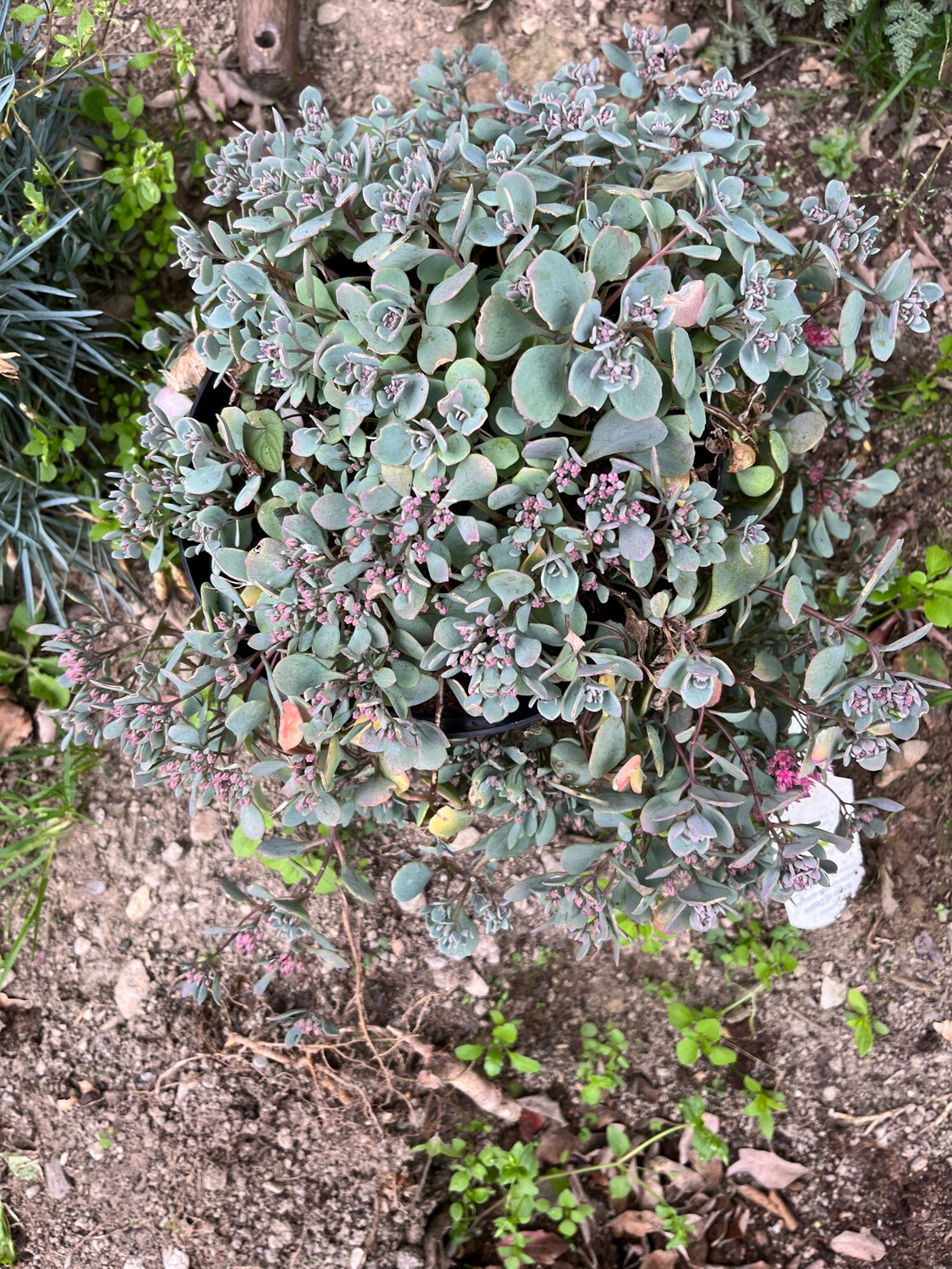 Sedum Silver Shadow …hardy carpet plant with pink/purple flowers