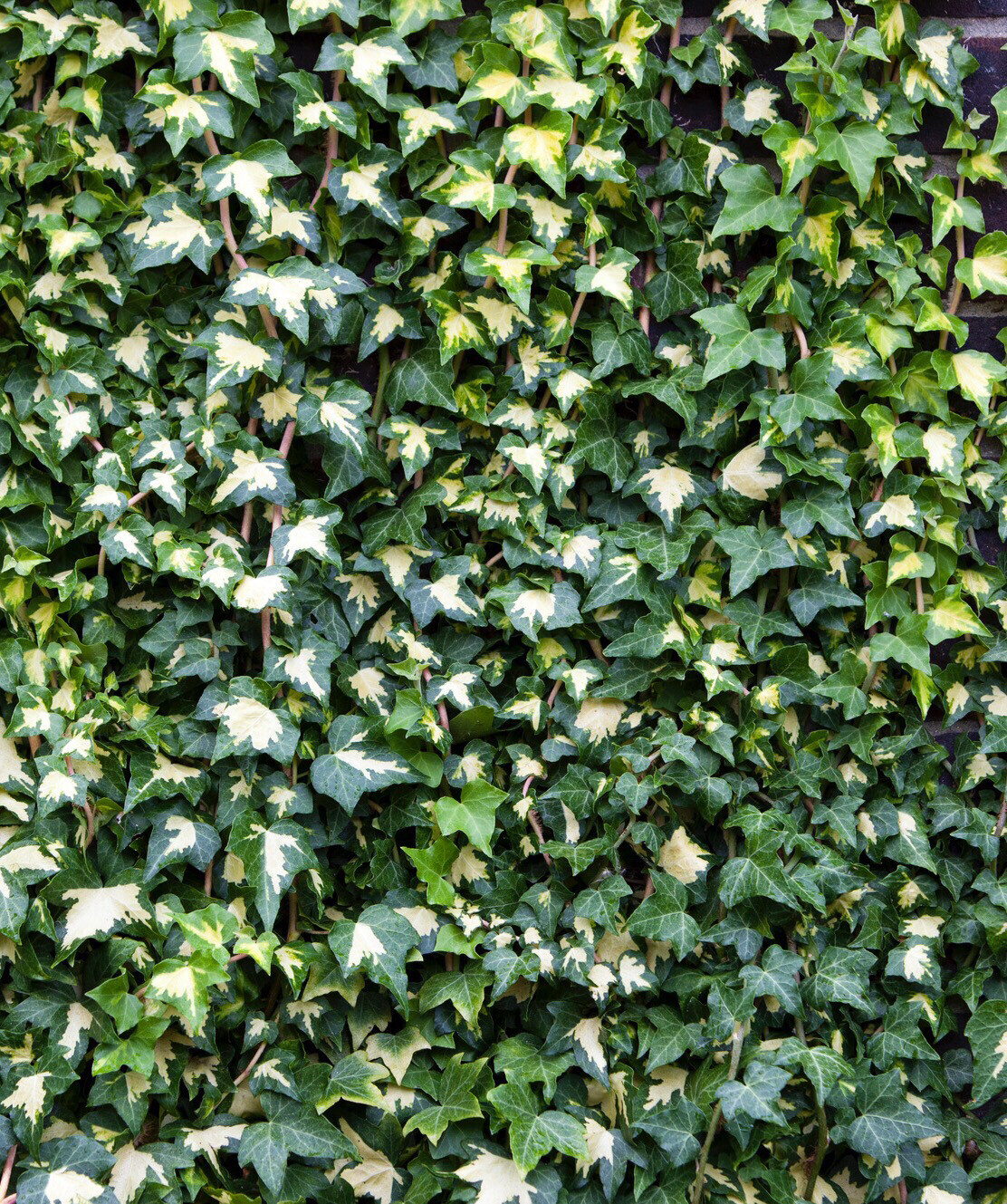 Climbing Ivy