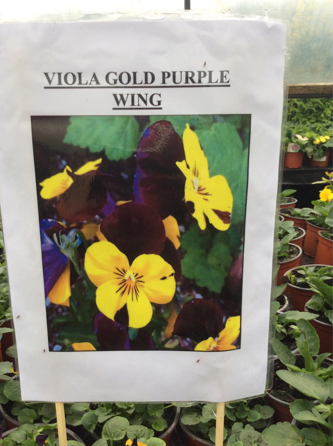 Viola Gold Purple Wing 10 Plants