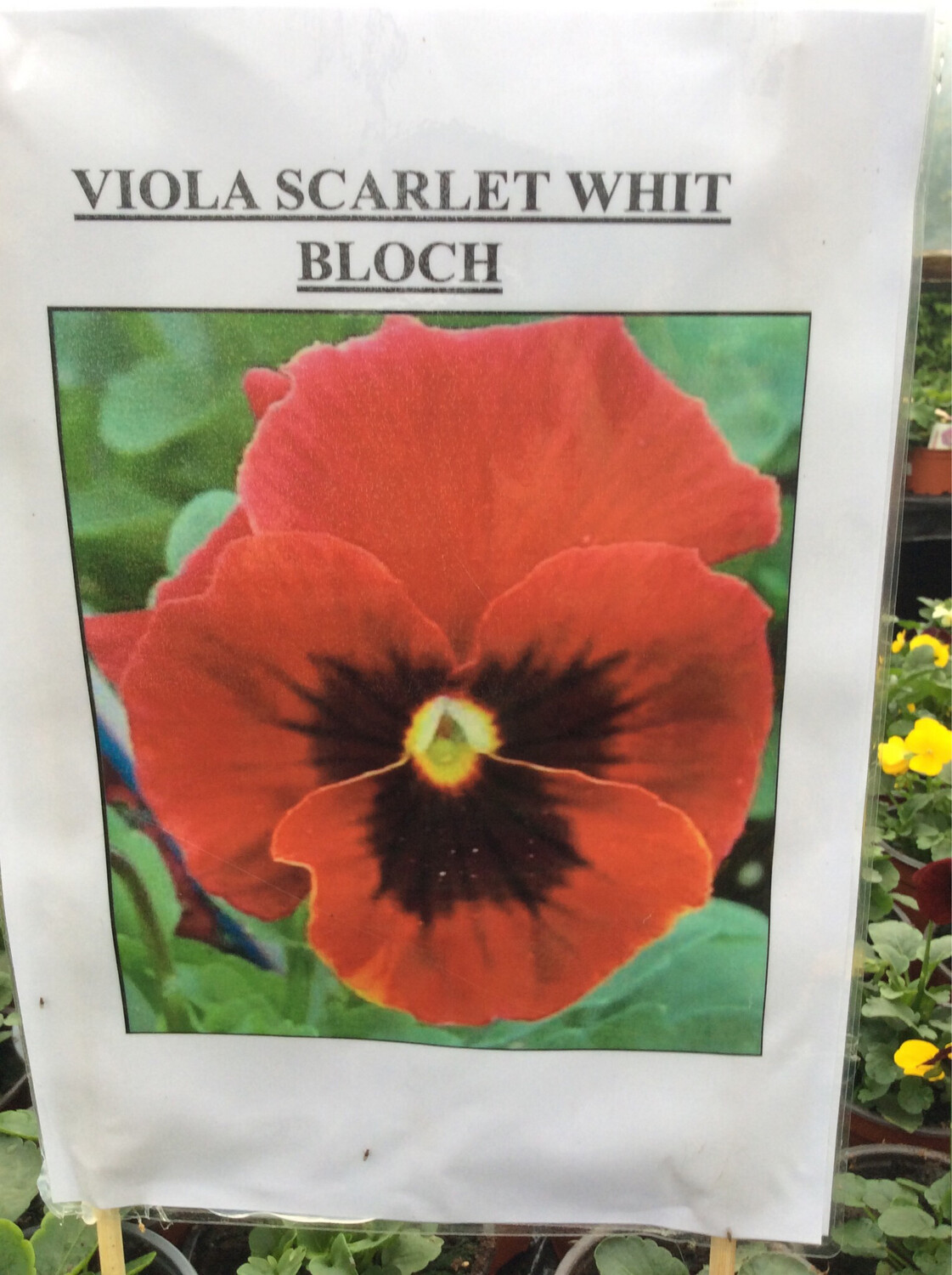 Viola Scarlet With Blotch 10 Plants