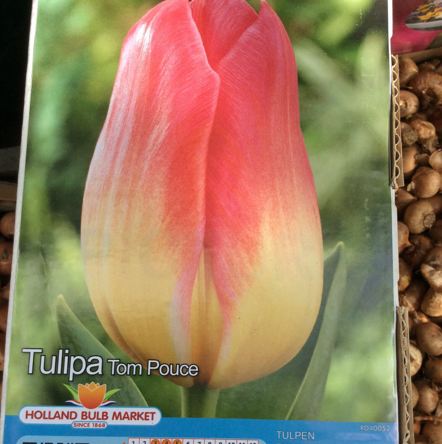 10 Tulip Tom Pouce