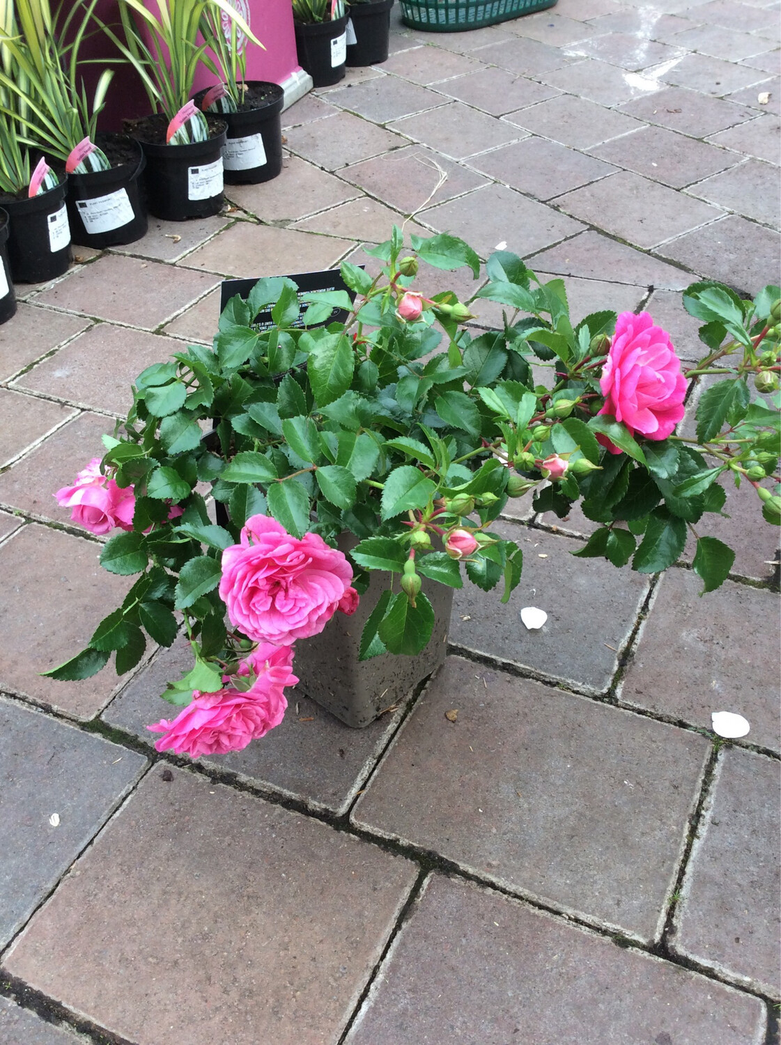 Ground Cover Rose - Frankfurt