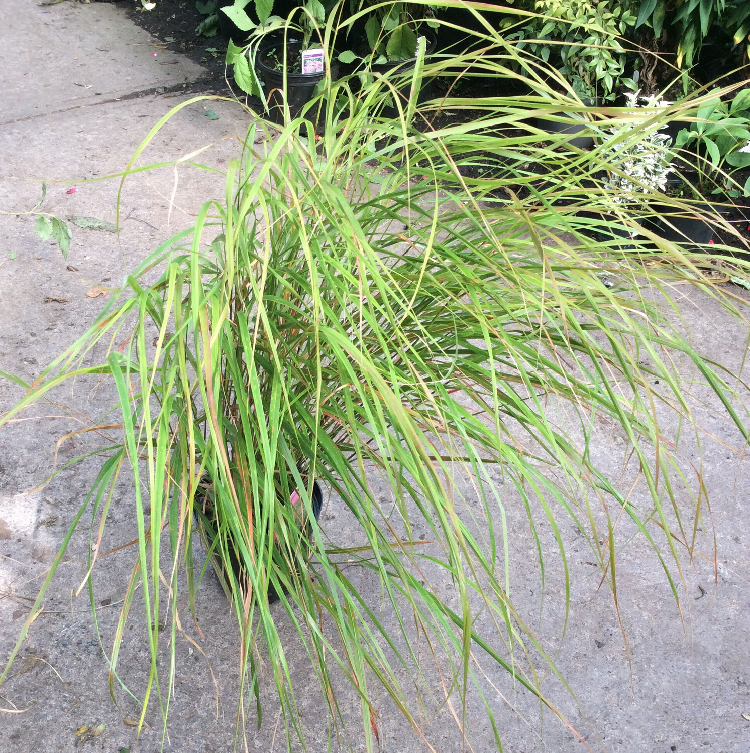Pheasants Tail Grass - Stipa