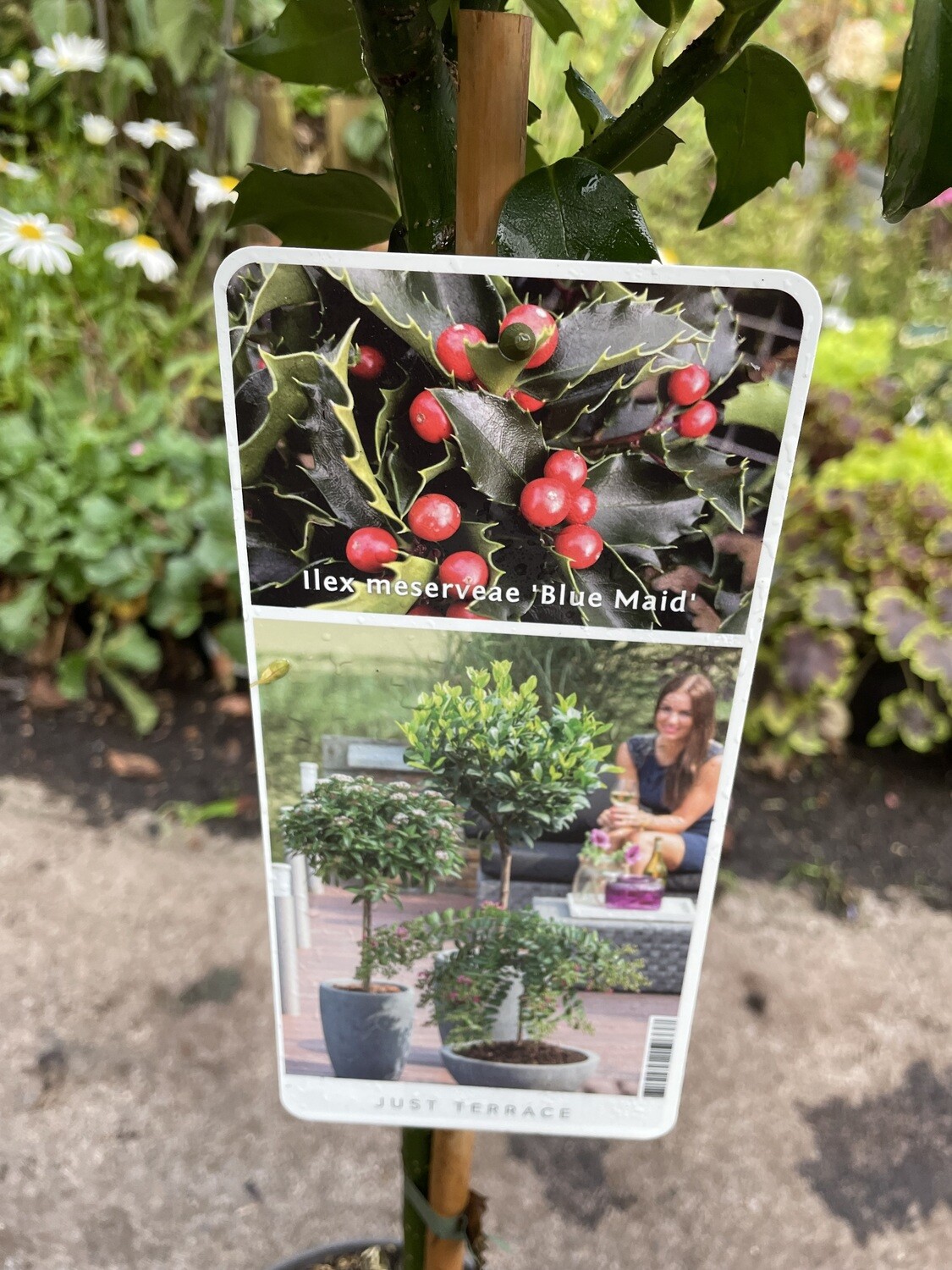 Ilex Alaska (Holly) Standard 'Blue Maid'