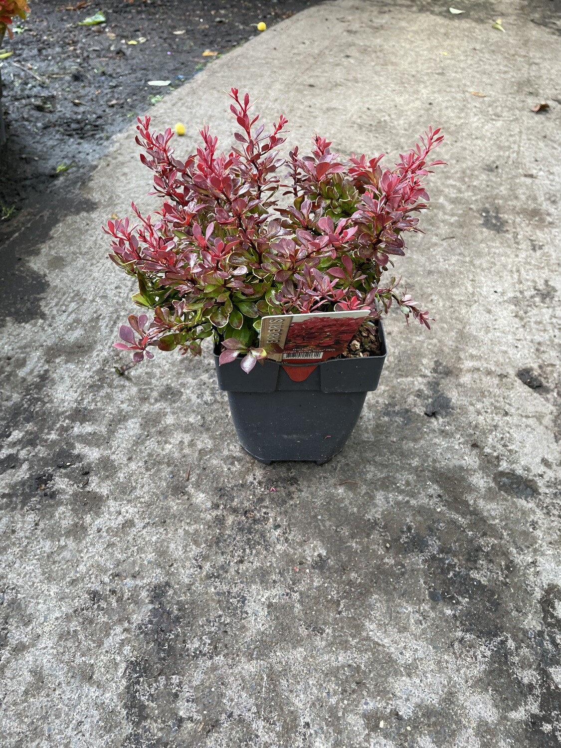 Berberis 'Ruby Star'