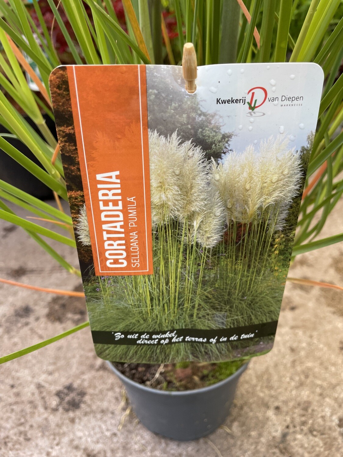 Strong Dwarf Pampas Grass