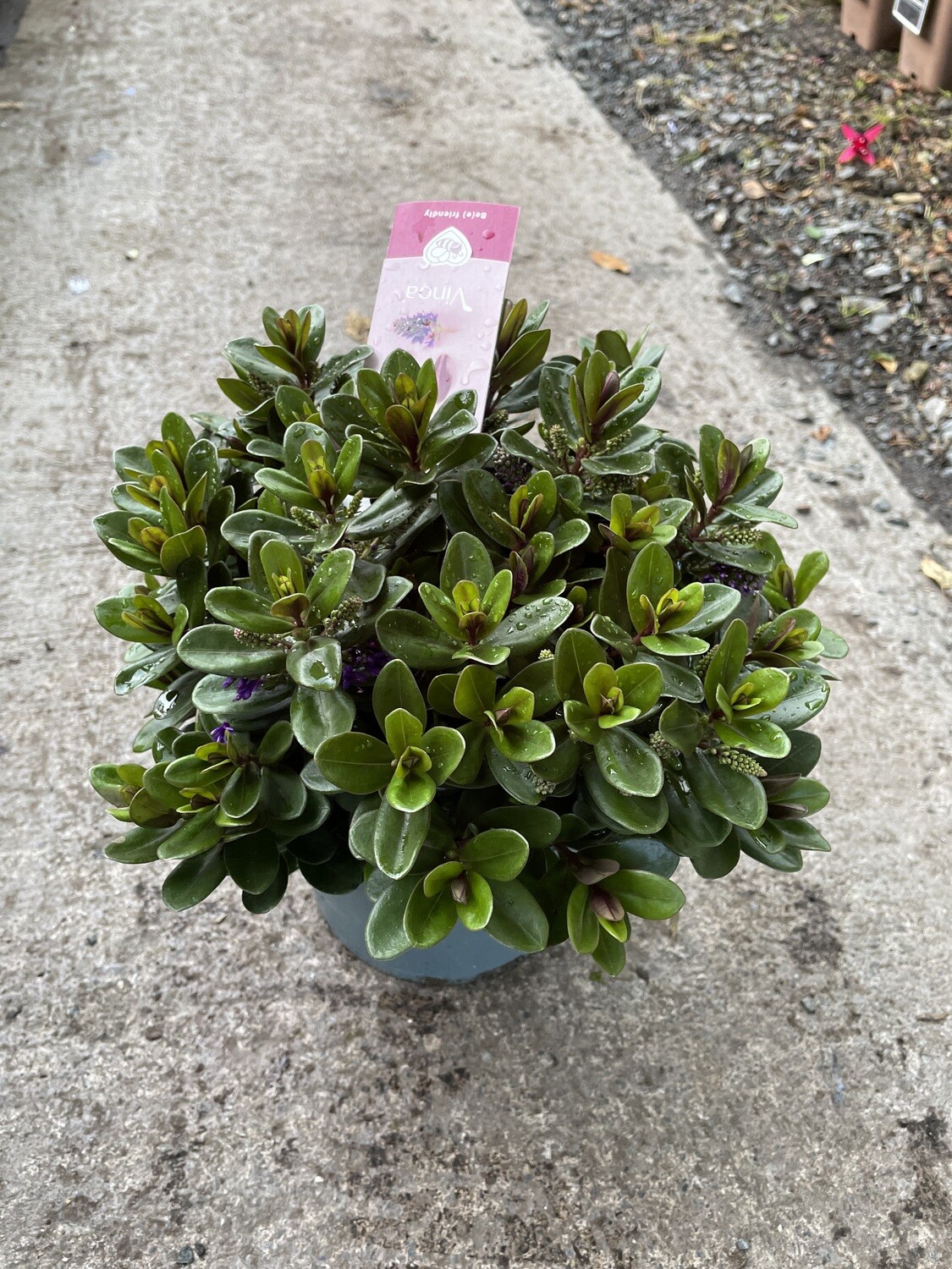 Hebe 'Donna Vinoa Purple'