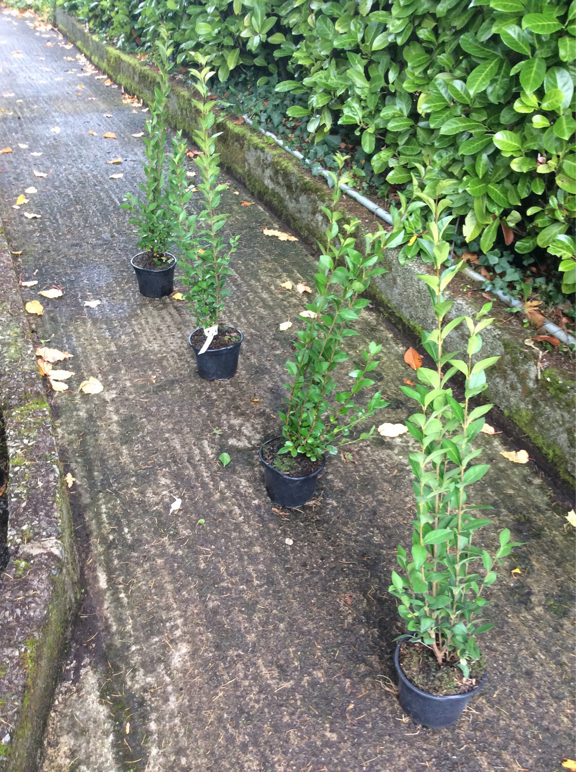 Ligustrum Hedging Oval Leaf Green Privet Plant 50 Cm Apart For a dense ...