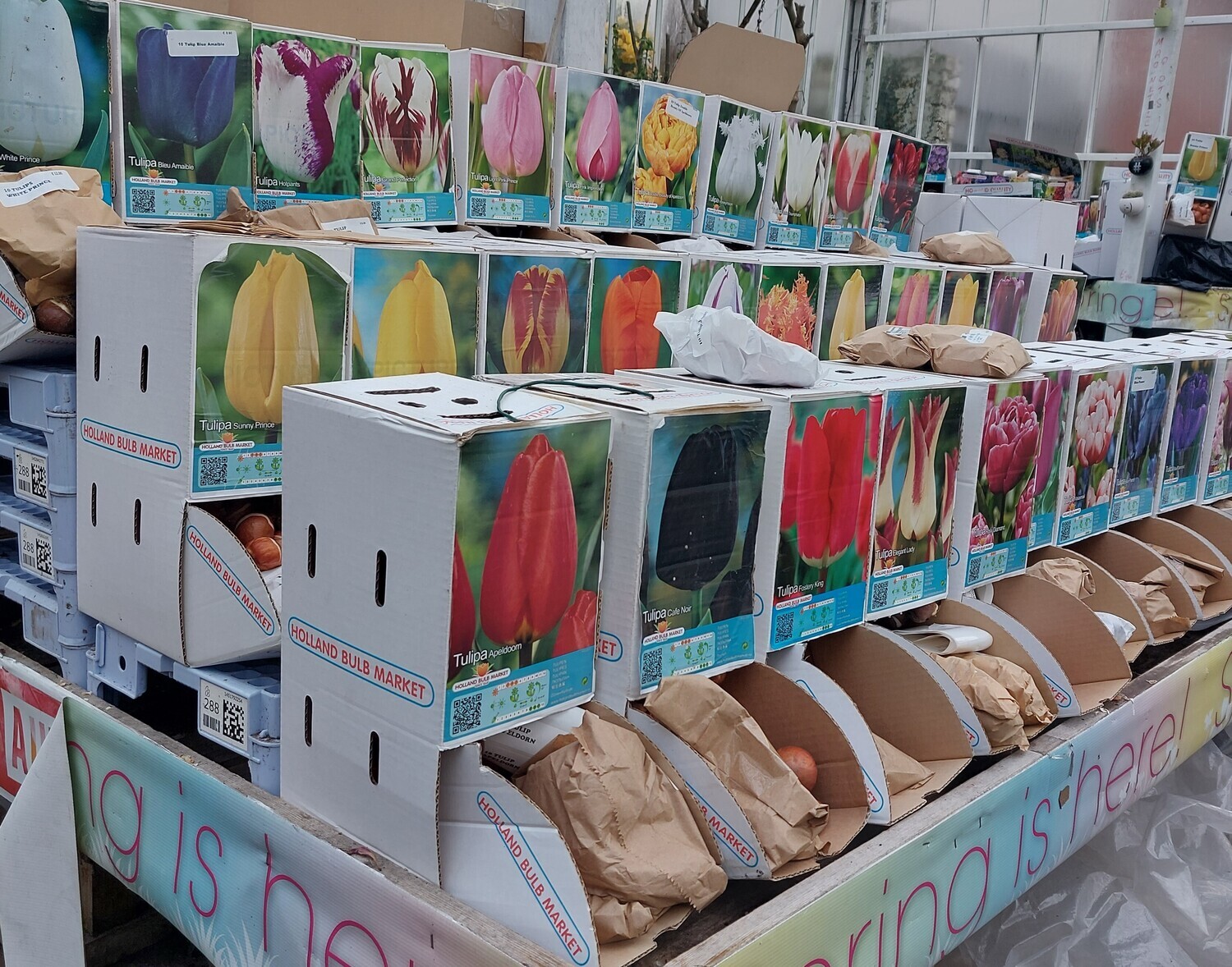 100 MIX SPRING FLOWERING BULBS