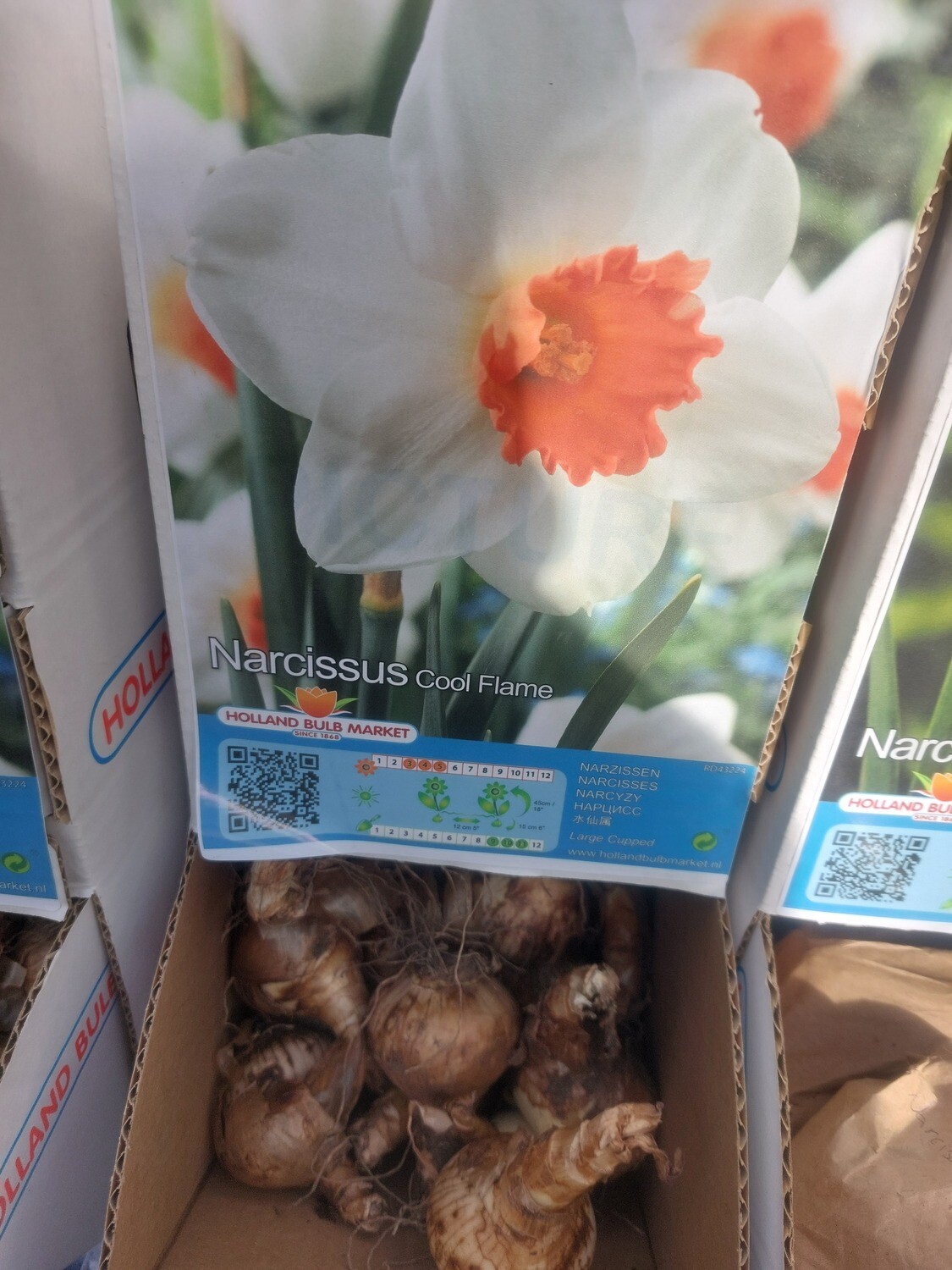 10 NARCISSUS COOL FLAME