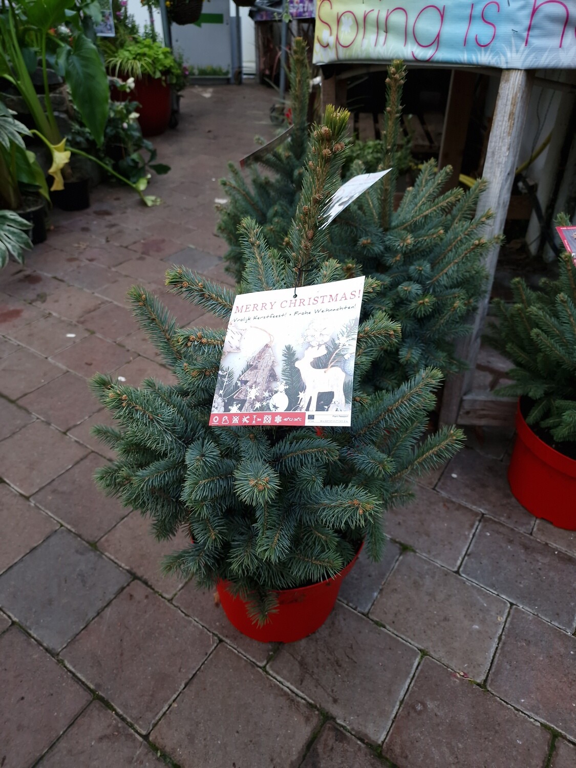 PICEA ''SUPER BLUE'' in red pot Colorado Blue Spruce